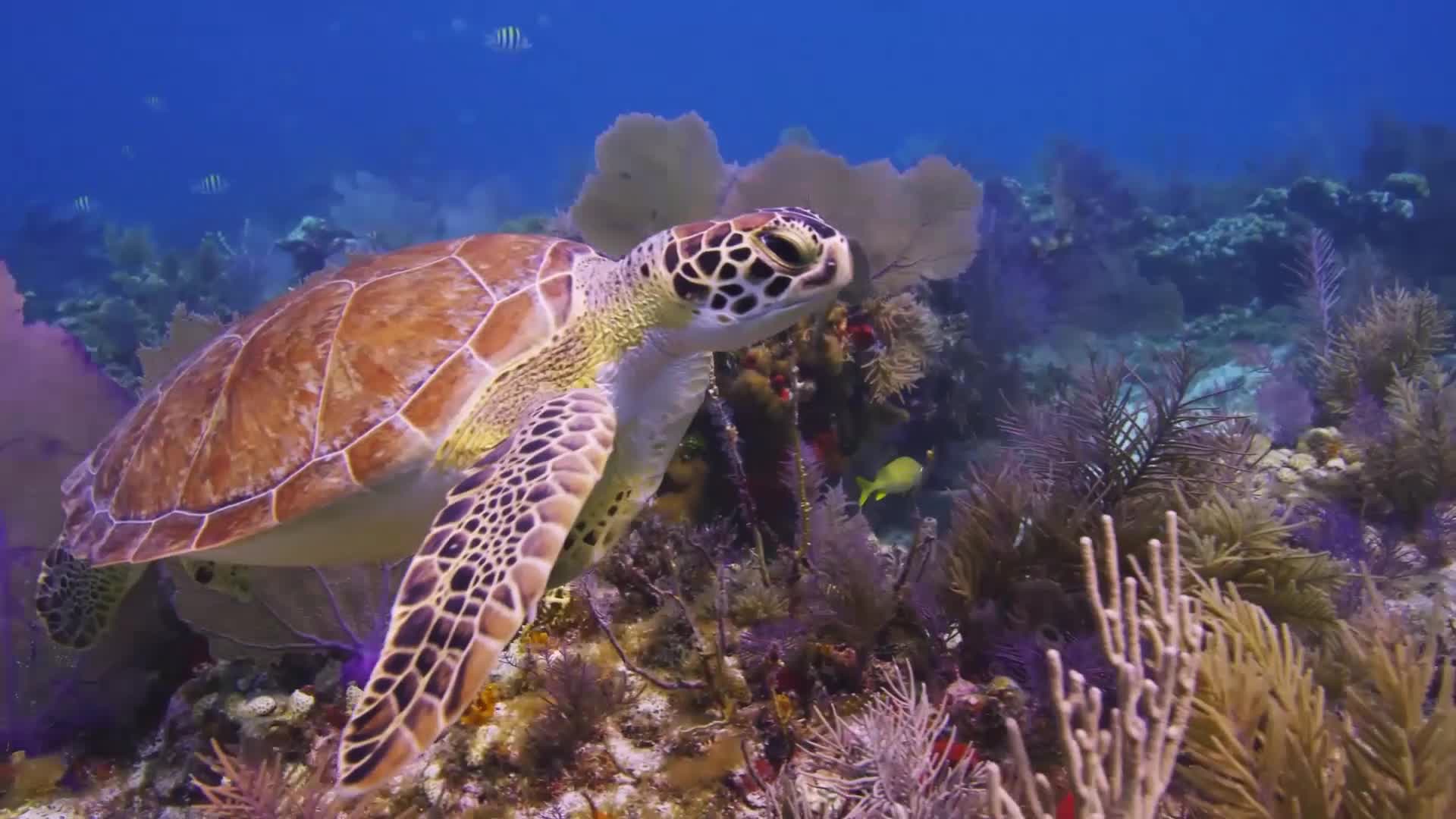 Take 2: Florida Keys & Key West | Marine life conservation – WKRN News 2